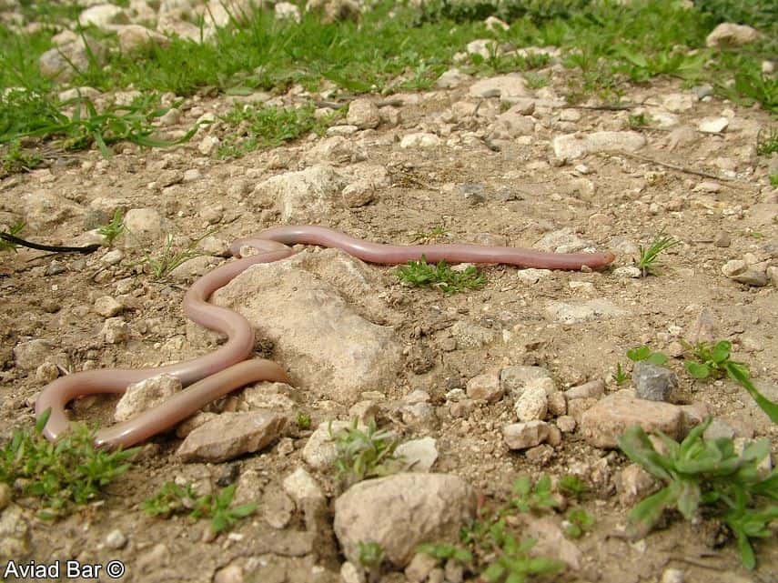 נחשיל מצוי - נחש שלשולי - Typhlops vermicularisbja - Snaker