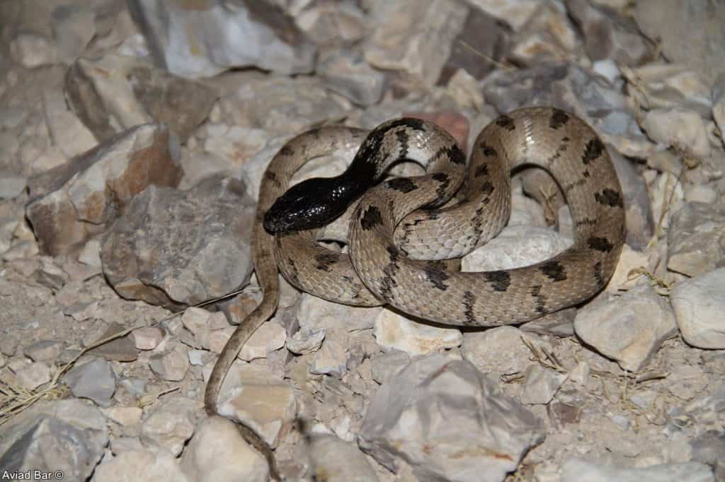 נחש צפעון שחור / שרף עין גדי (Atractaspis engaddensis) | סנייקר