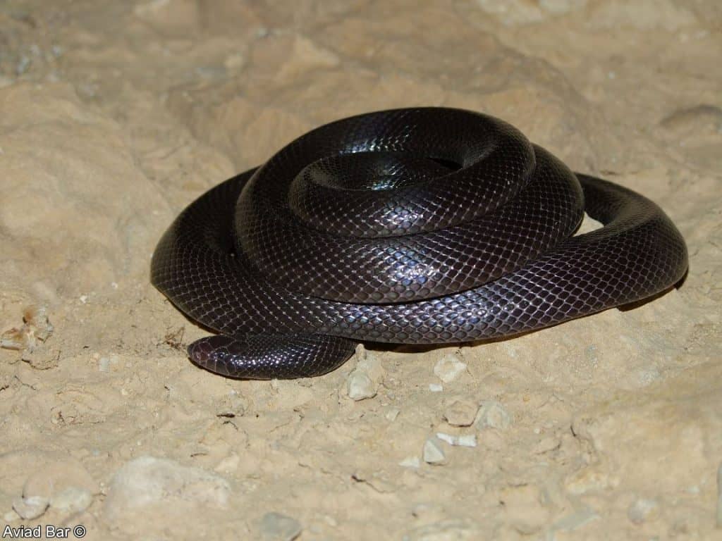 נחש צפעון שחור / שרף עין גדי (Atractaspis engaddensis) | סנייקר